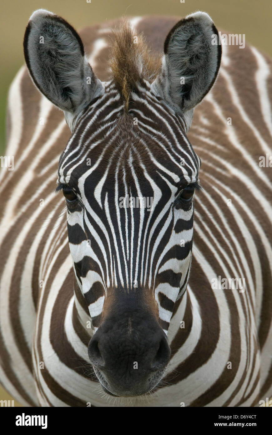 Zebra hi-res stock photography and images - Alamy
