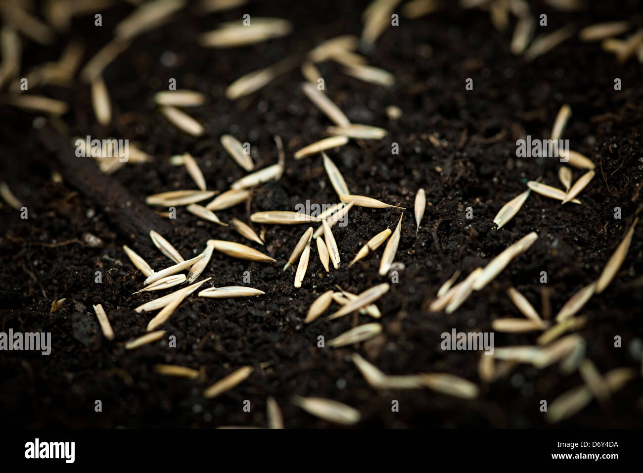 Grass seeds hi-res stock photography and images - Alamy