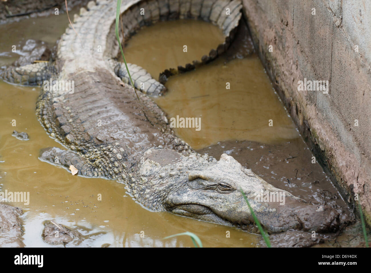 The Crocodile Relaxation in hot days Stock Photo - Alamy