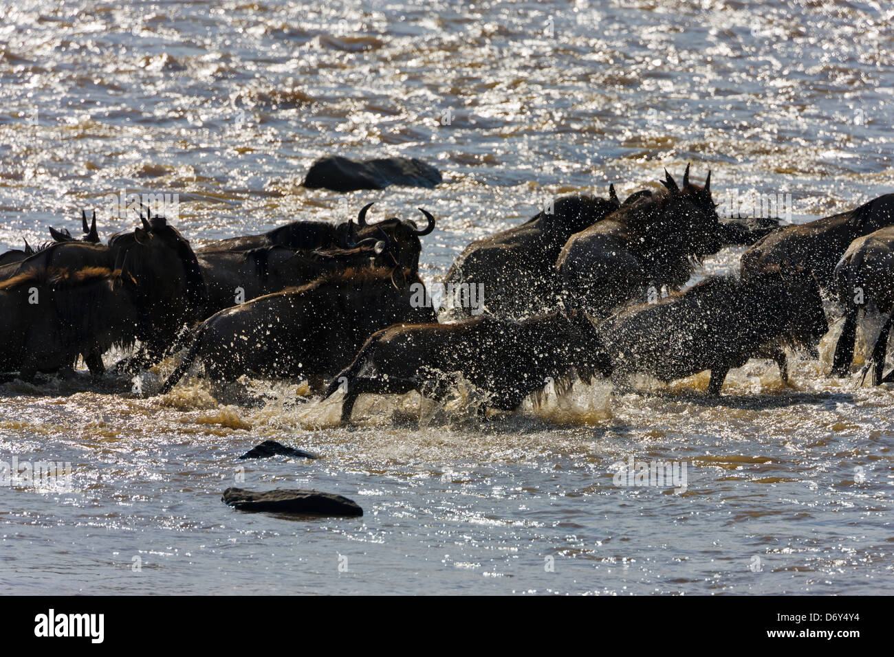 Wildebeest migration, crossing the Masai River, Masai Mara, Kenya Stock ...