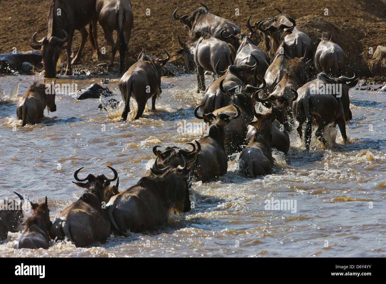 Wildebeest migration, crossing the Masai River, Masai Mara, Kenya Stock ...