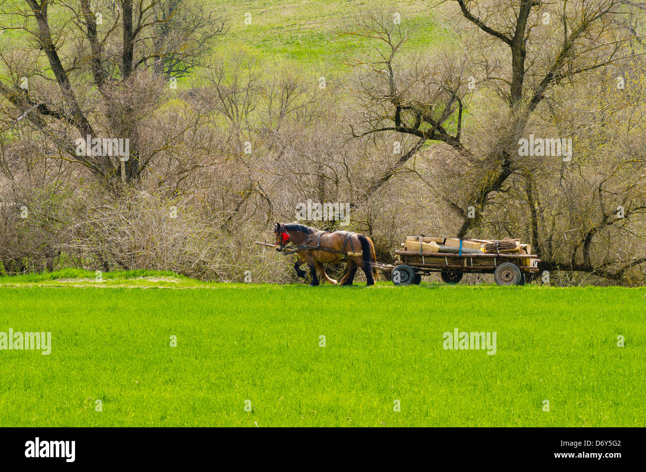 Old rustic chariot in forest Stock Photo - Alamy