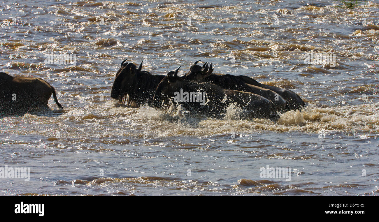 Wildebeest migration, crossing the Masai River, Masai Mara, Kenya Stock ...