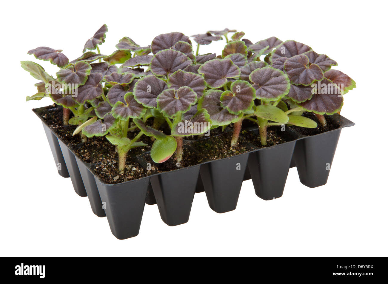 Geranium plug plants in seed tray Stock Photo - Alamy