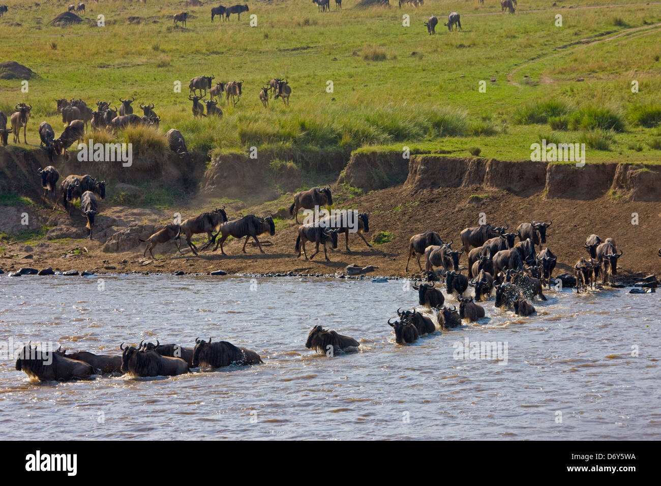 Wildebeest migration, crossing the Masai River, Masai Mara, Kenya Stock ...