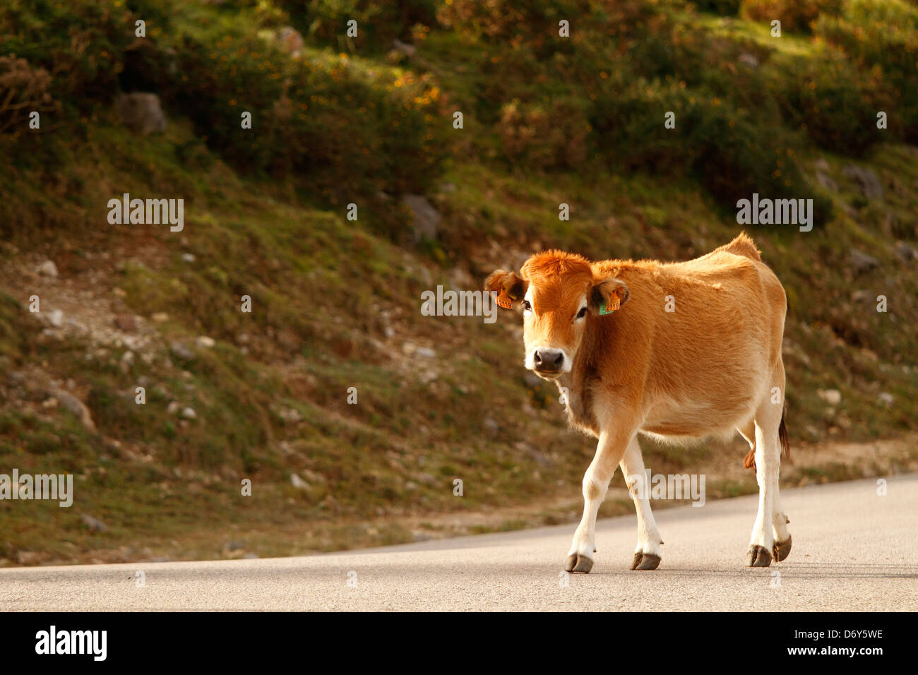 Asturias fauna hi-res stock photography and images - Alamy