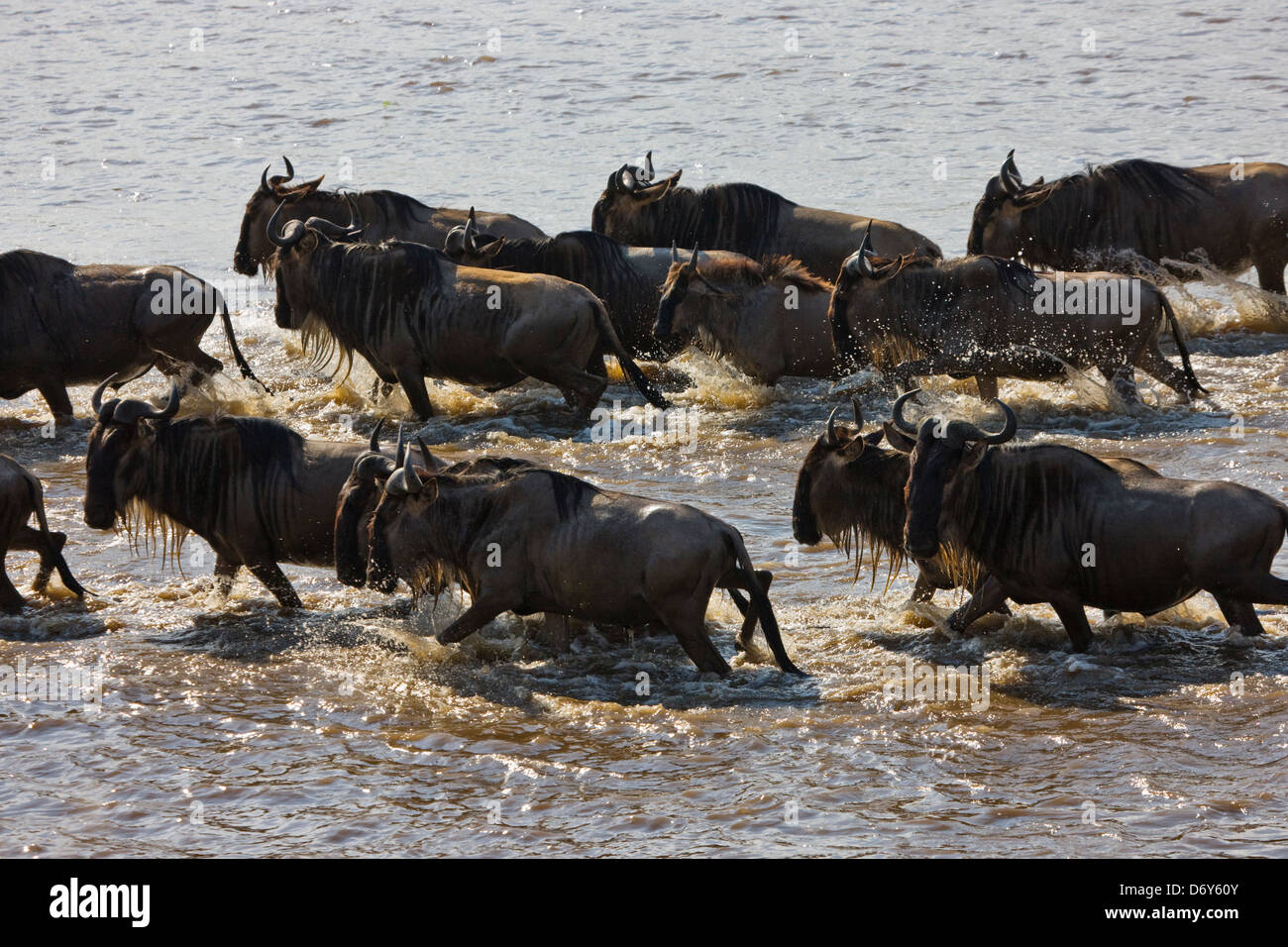 Wildebeest migration, crossing the Masai River, Masai Mara, Kenya Stock ...