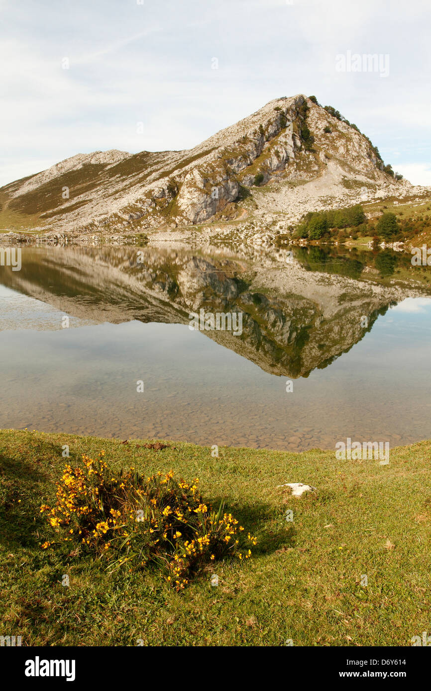Enol lake in Covadonga, Picos de Europa, Asturias, Spain Stock Photo ...