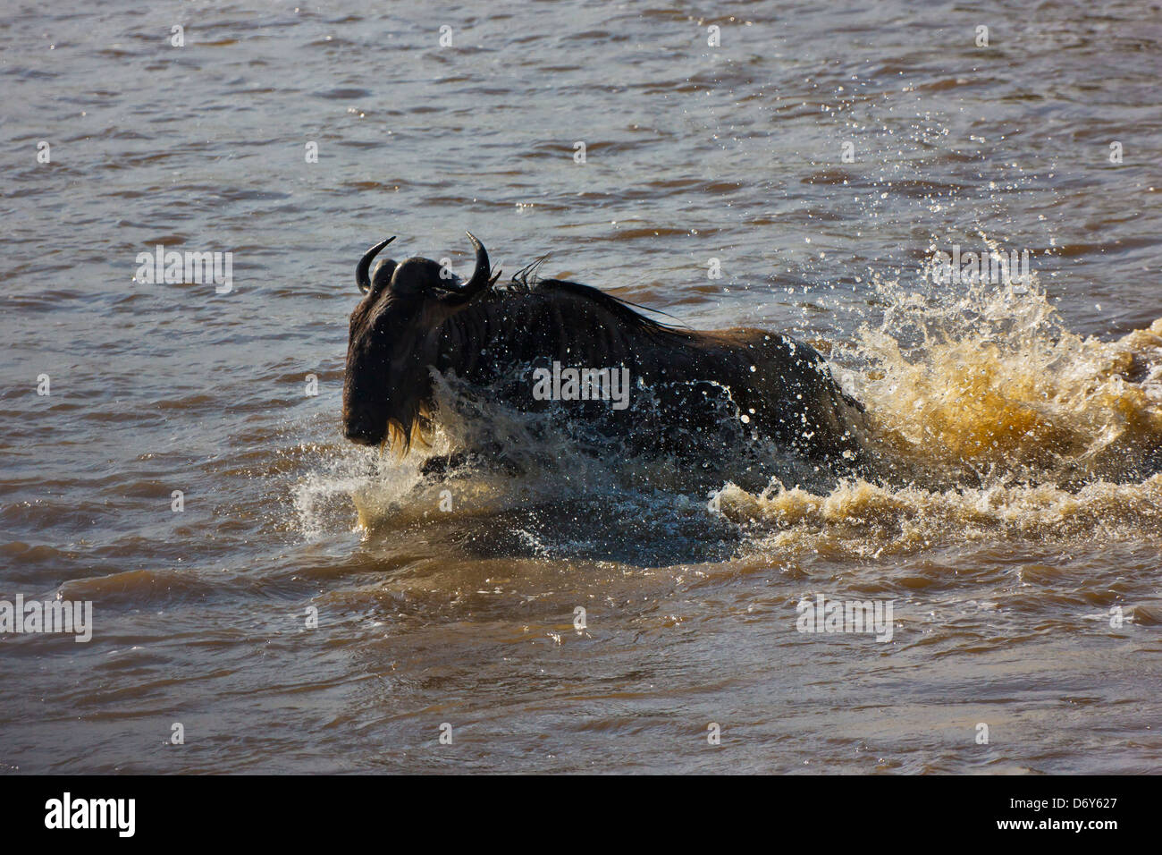Wildebeest migration, crossing the Masai River, Masai Mara, Kenya Stock ...
