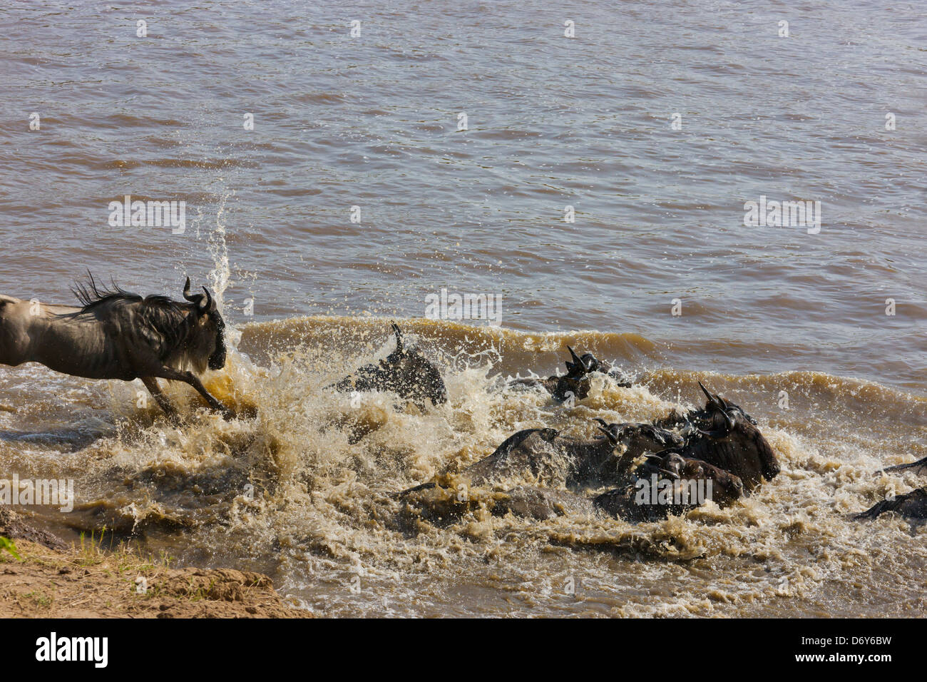 Wildebeest migration, crossing the Masai River, Masai Mara, Kenya Stock ...