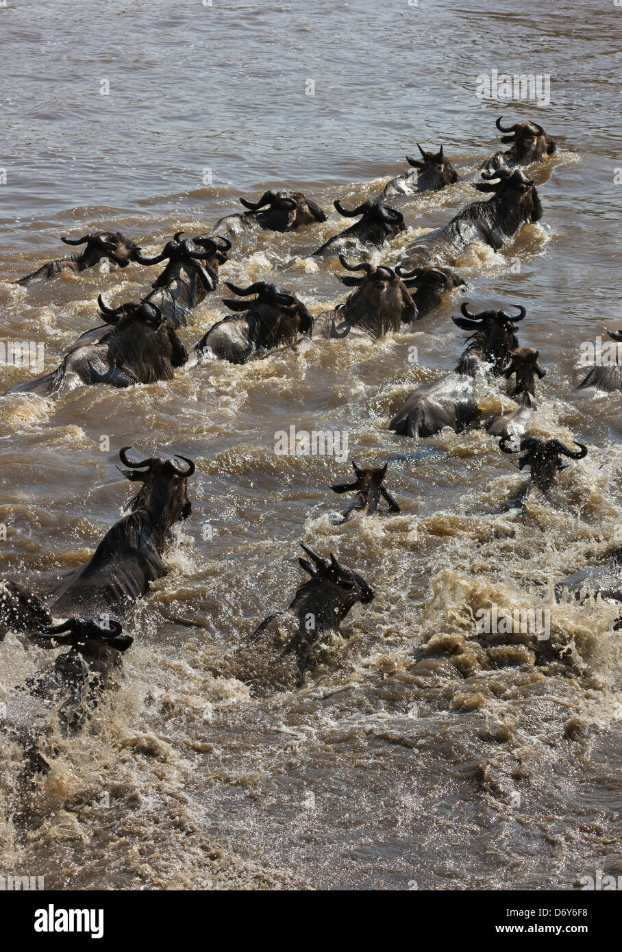 Wildebeest migration, crossing the Masai River, Masai Mara, Kenya Stock ...