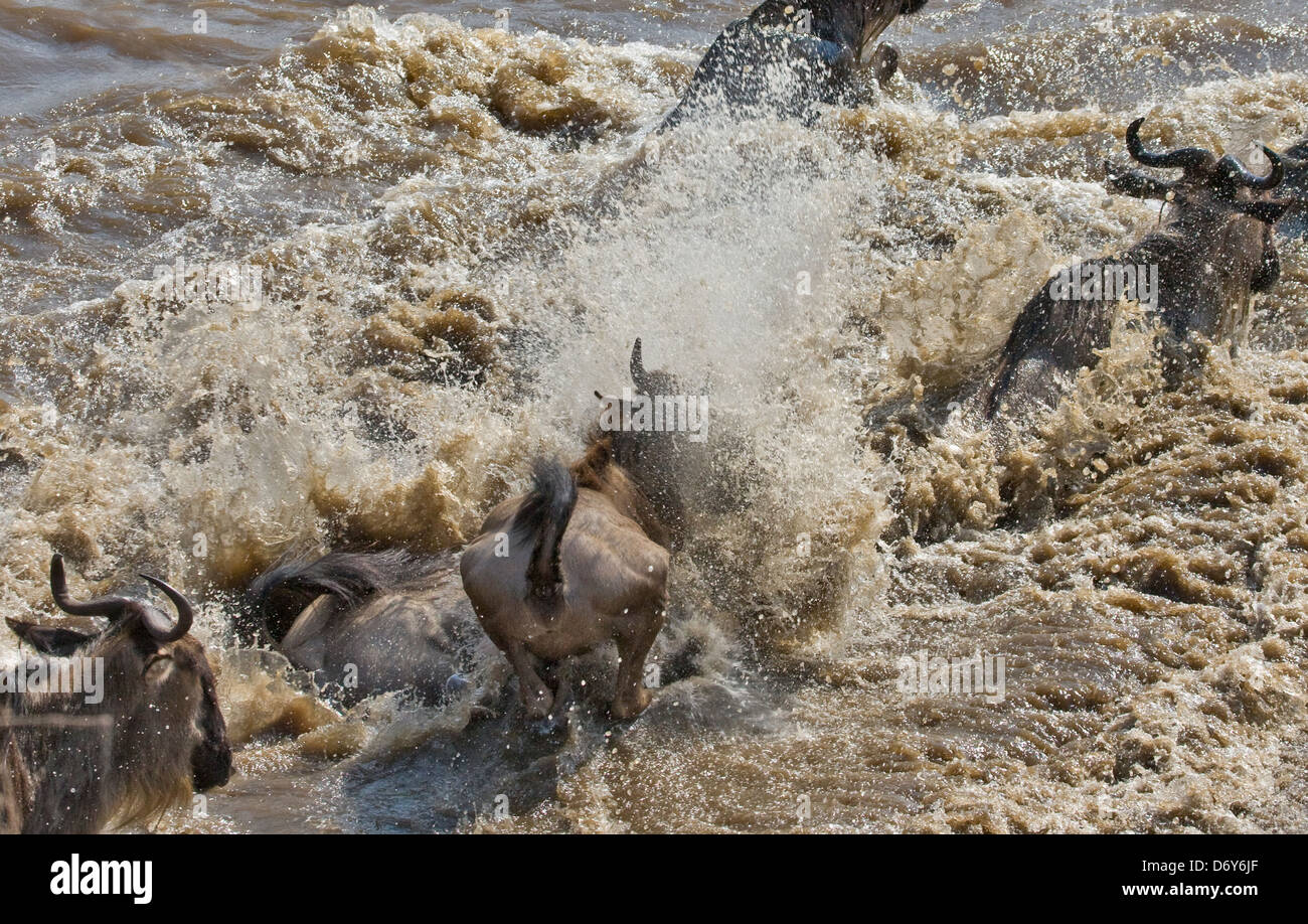 Wildebeest migration, crossing the Masai River, Masai Mara, Kenya Stock ...