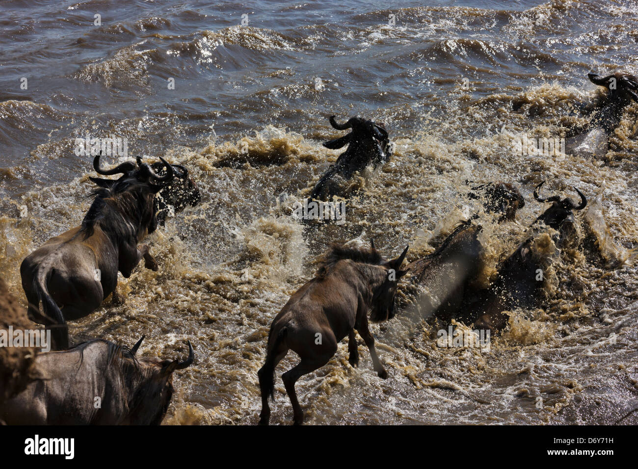 Wildebeest migration, crossing the Masai River, Masai Mara, Kenya Stock ...