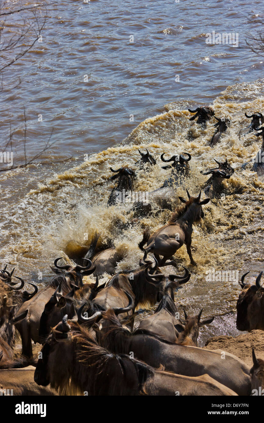 Wildebeest migration, crossing the Masai River, Masai Mara, Kenya Stock ...