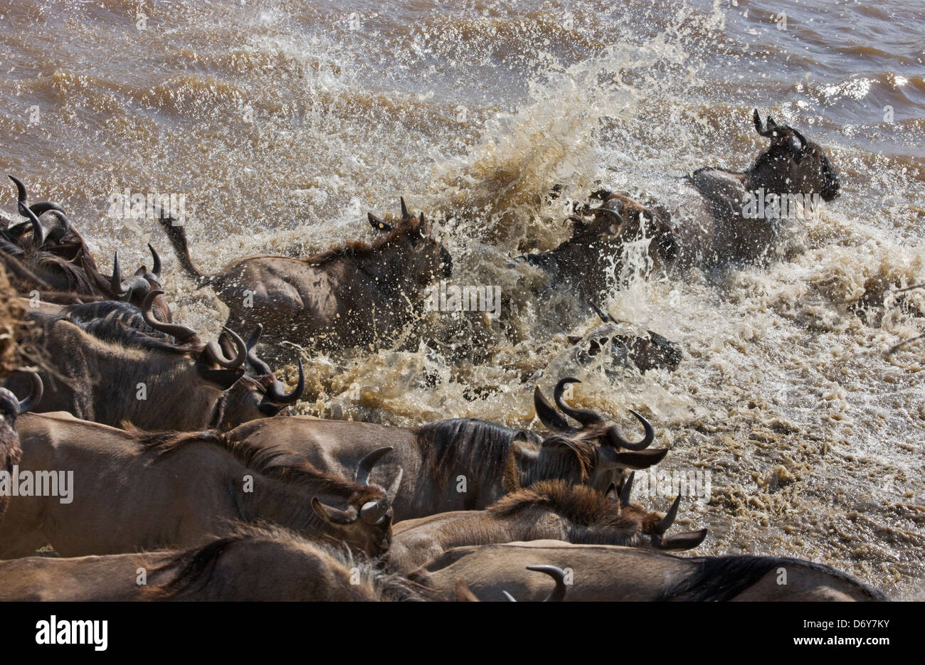 Wildebeest migration, crossing the Masai River, Masai Mara, Kenya Stock ...
