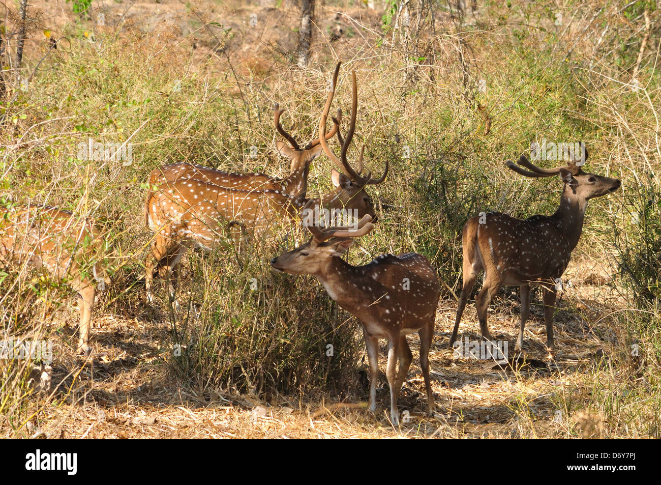 Indian chital hi-res stock photography and images - Alamy