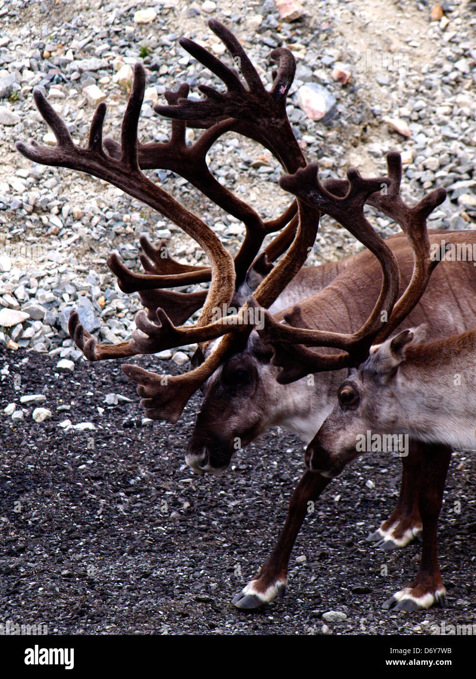 Wild reindeer in tundra Stock Photo - Alamy