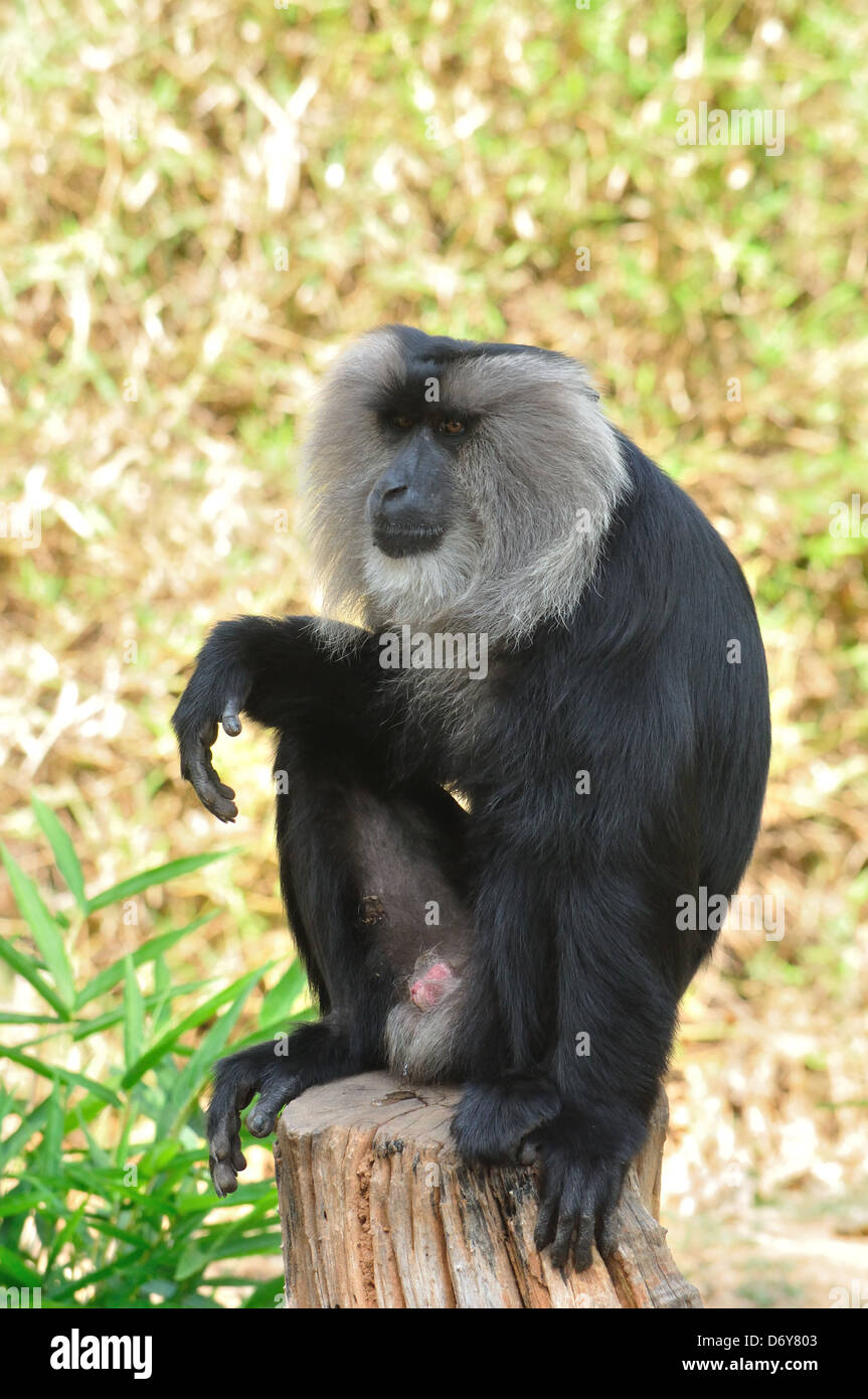Lion-tailed macaque ( Macaca silenus Stock Photo - Alamy