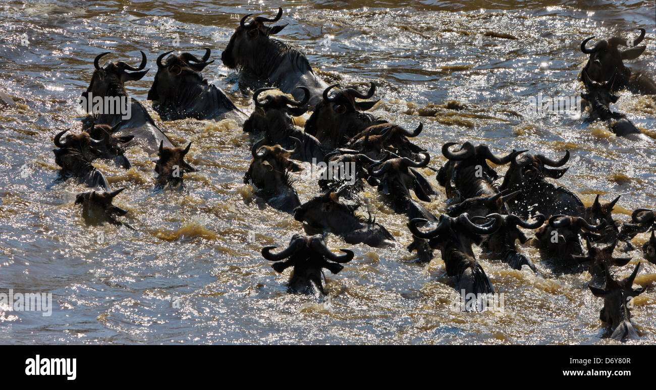 Wildebeest migration, crossing the Masai River, Masai Mara, Kenya Stock ...