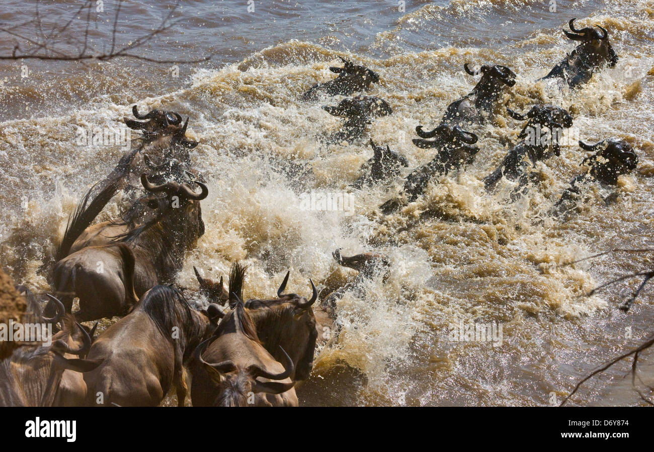 Wildebeest migration, crossing the Masai River, Masai Mara, Kenya Stock ...