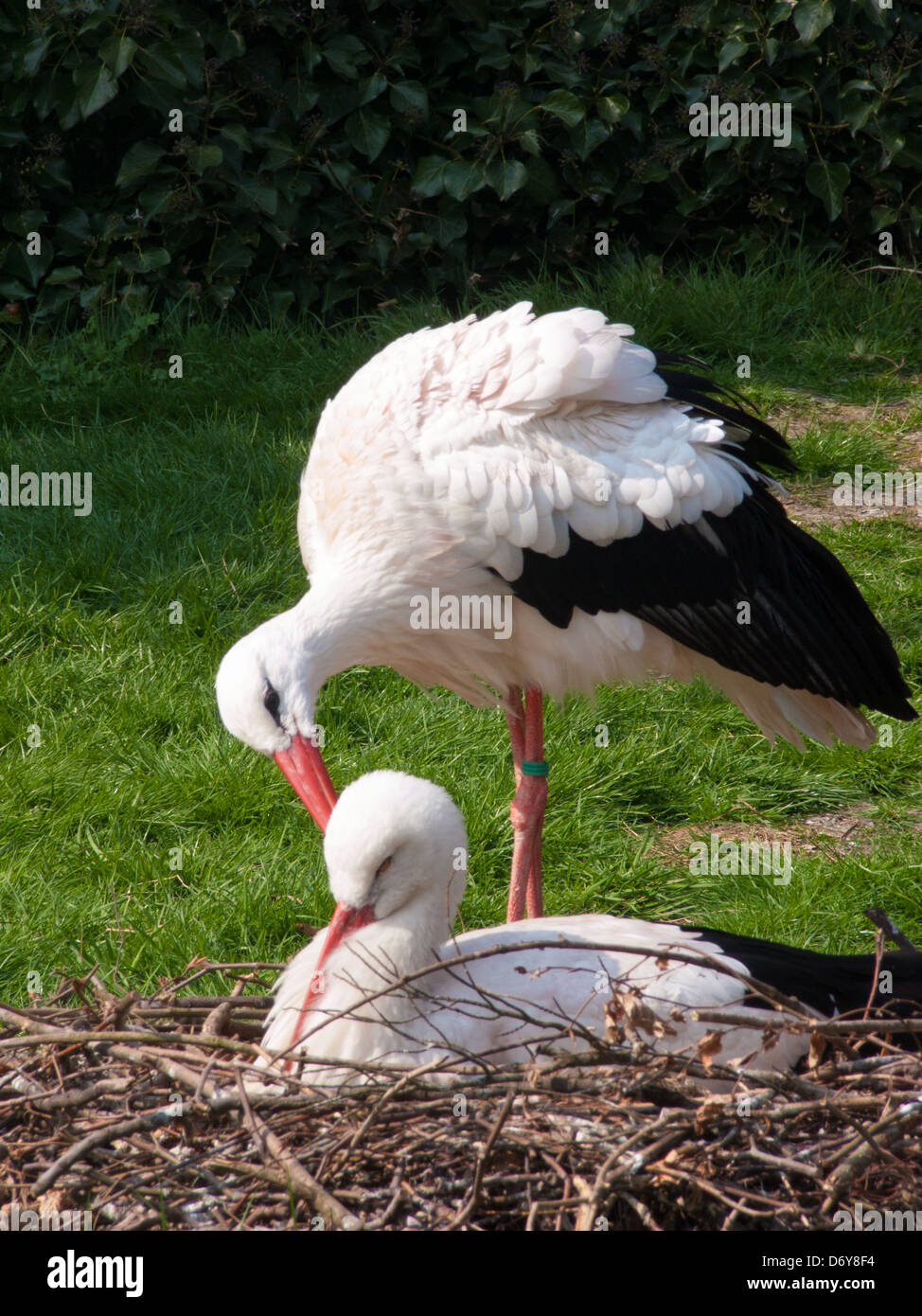 Stork with baby hi-res stock photography and images - Alamy
