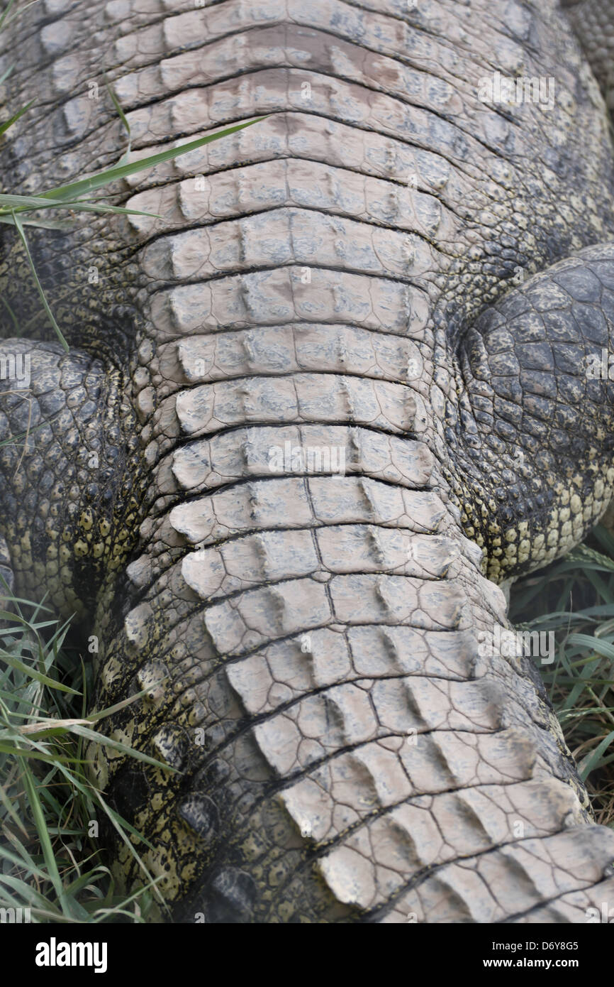 The Crocodile Relaxation in hot days Stock Photo - Alamy