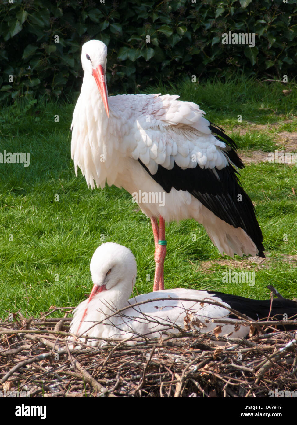Stork baby birds hi-res stock photography and images - Alamy