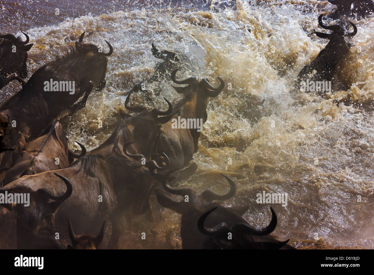 Wildebeest migration, crossing the Masai River, Masai Mara, Kenya Stock ...