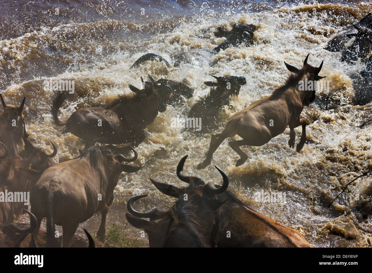 Wildebeest migration, crossing the Masai River, Masai Mara, Kenya Stock ...