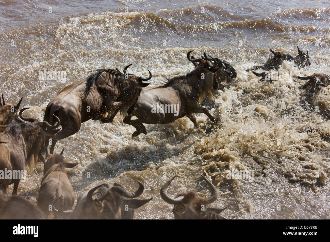 Wildebeest Migration Crossing The Masai River Masai Mara Kenya Stock