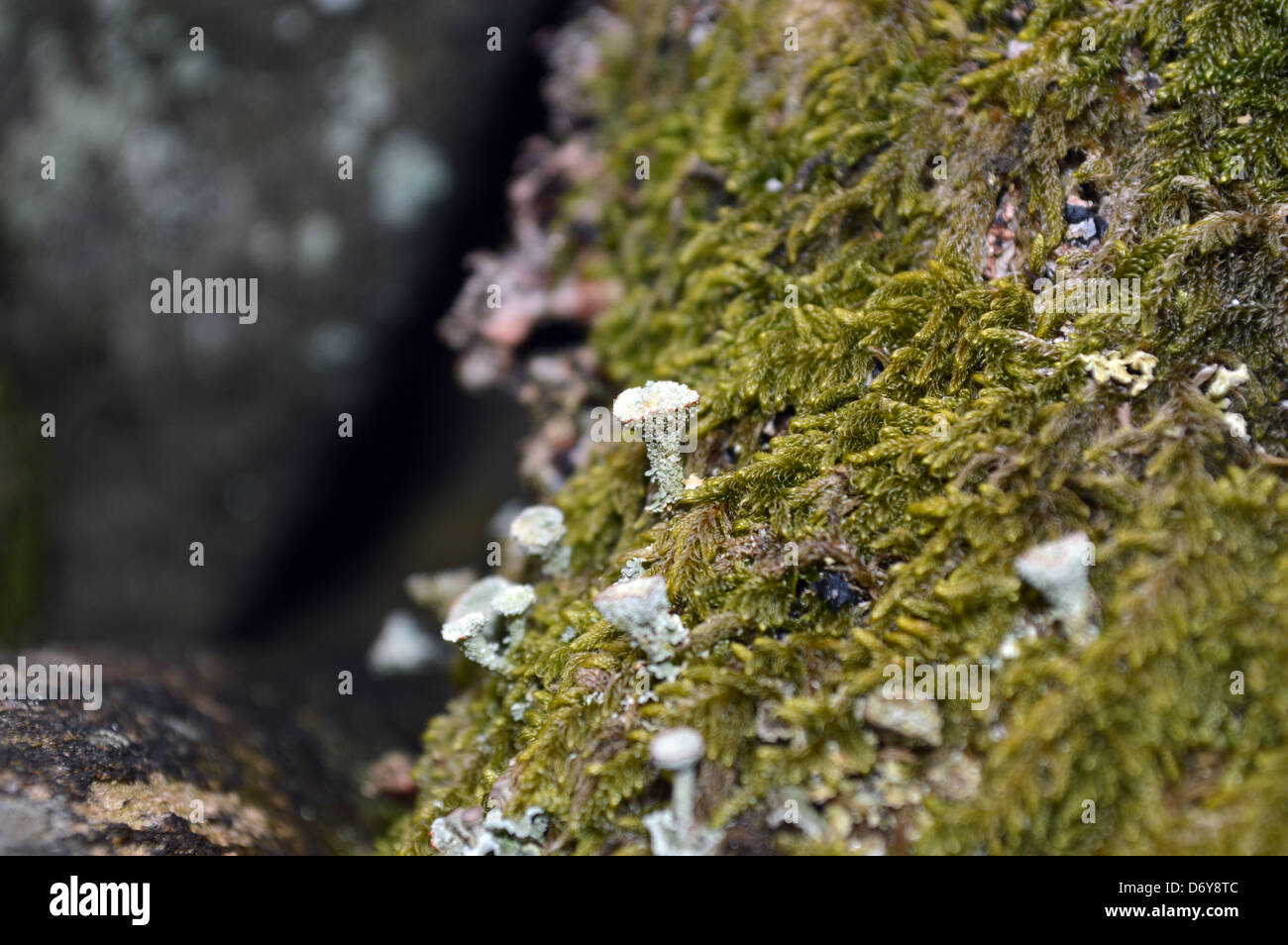 Cocciferon hi-res stock photography and images - Alamy