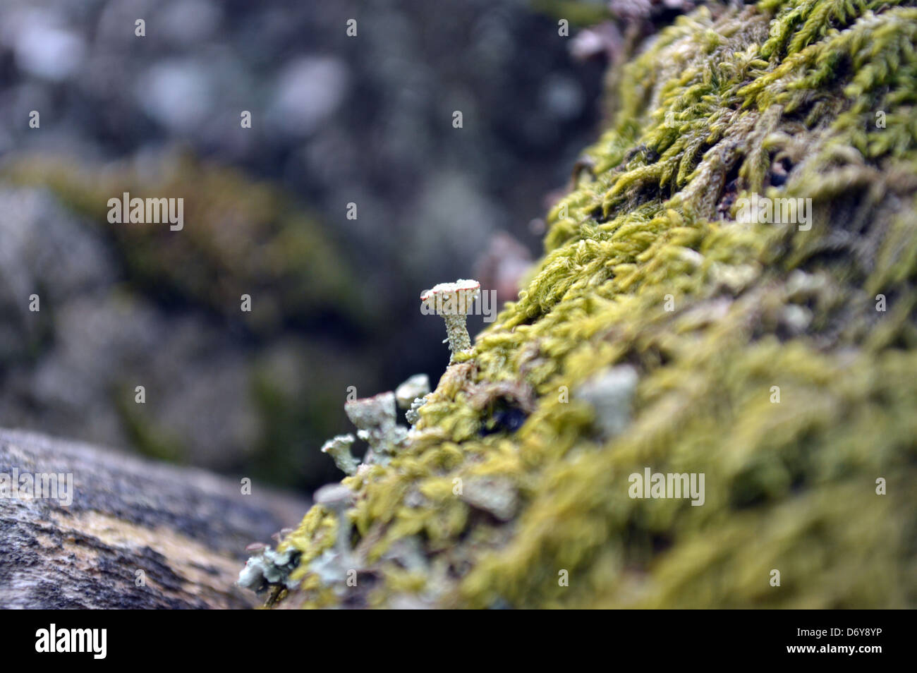 Cocciferon hi-res stock photography and images - Alamy