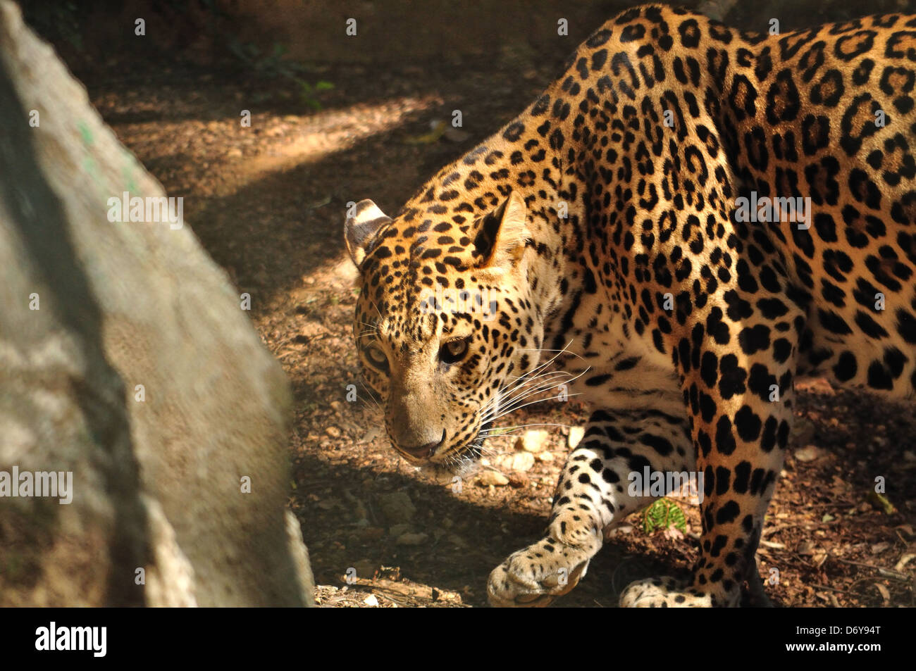 Indian Leopard (Panthera pardus fusca Stock Photo - Alamy