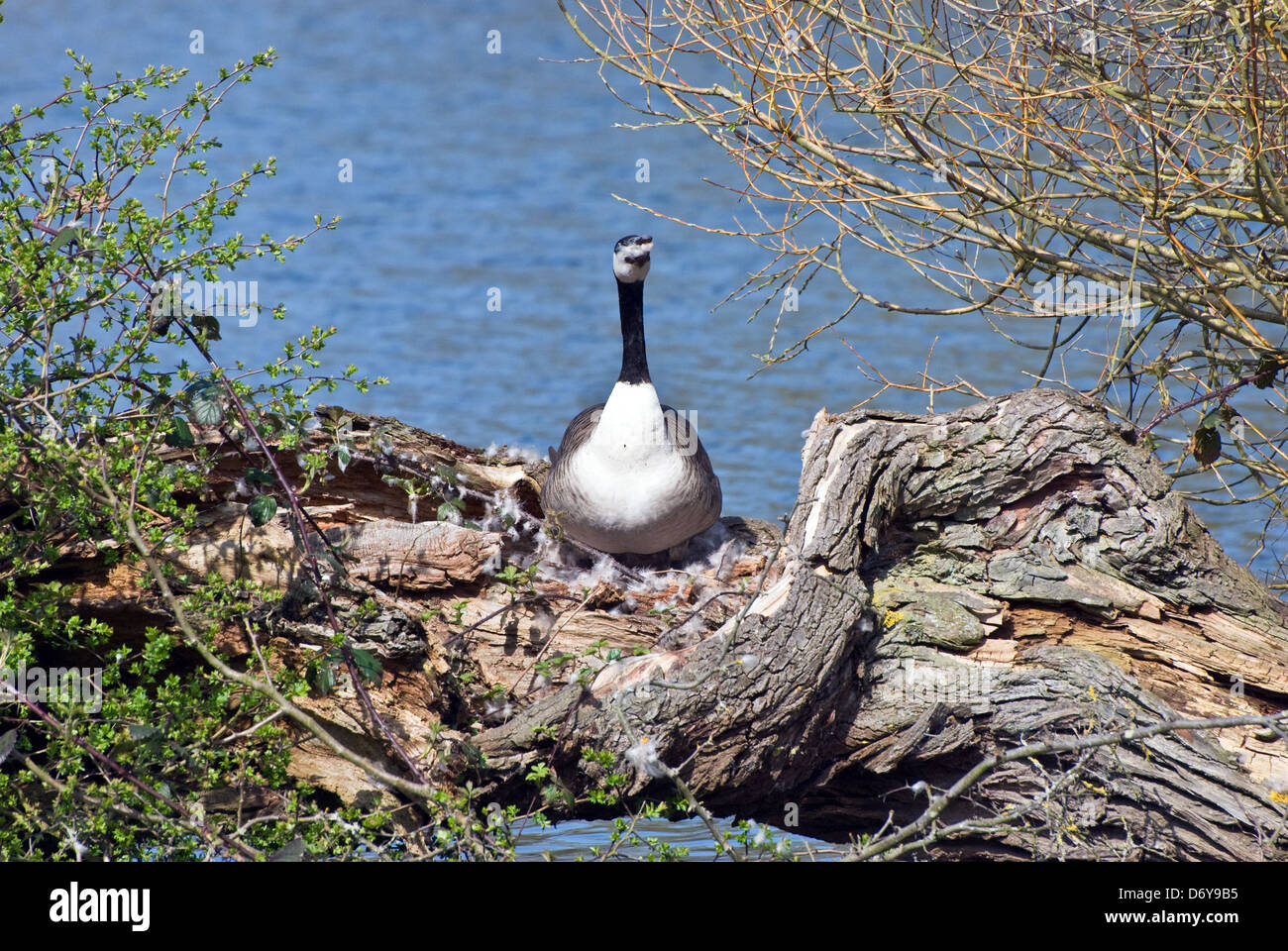 Canada goose nesting Stock Photo - Alamy