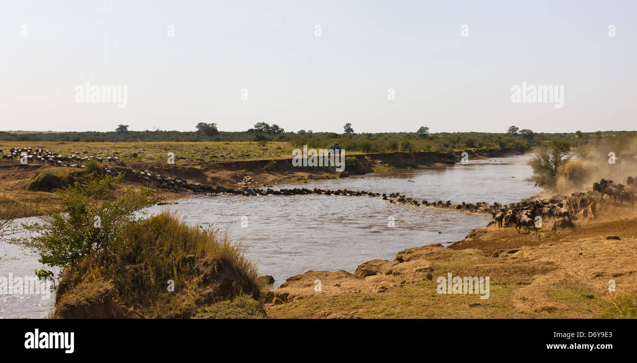 Wildebeest migration, crossing the Masai River, Masai Mara, Kenya Stock ...