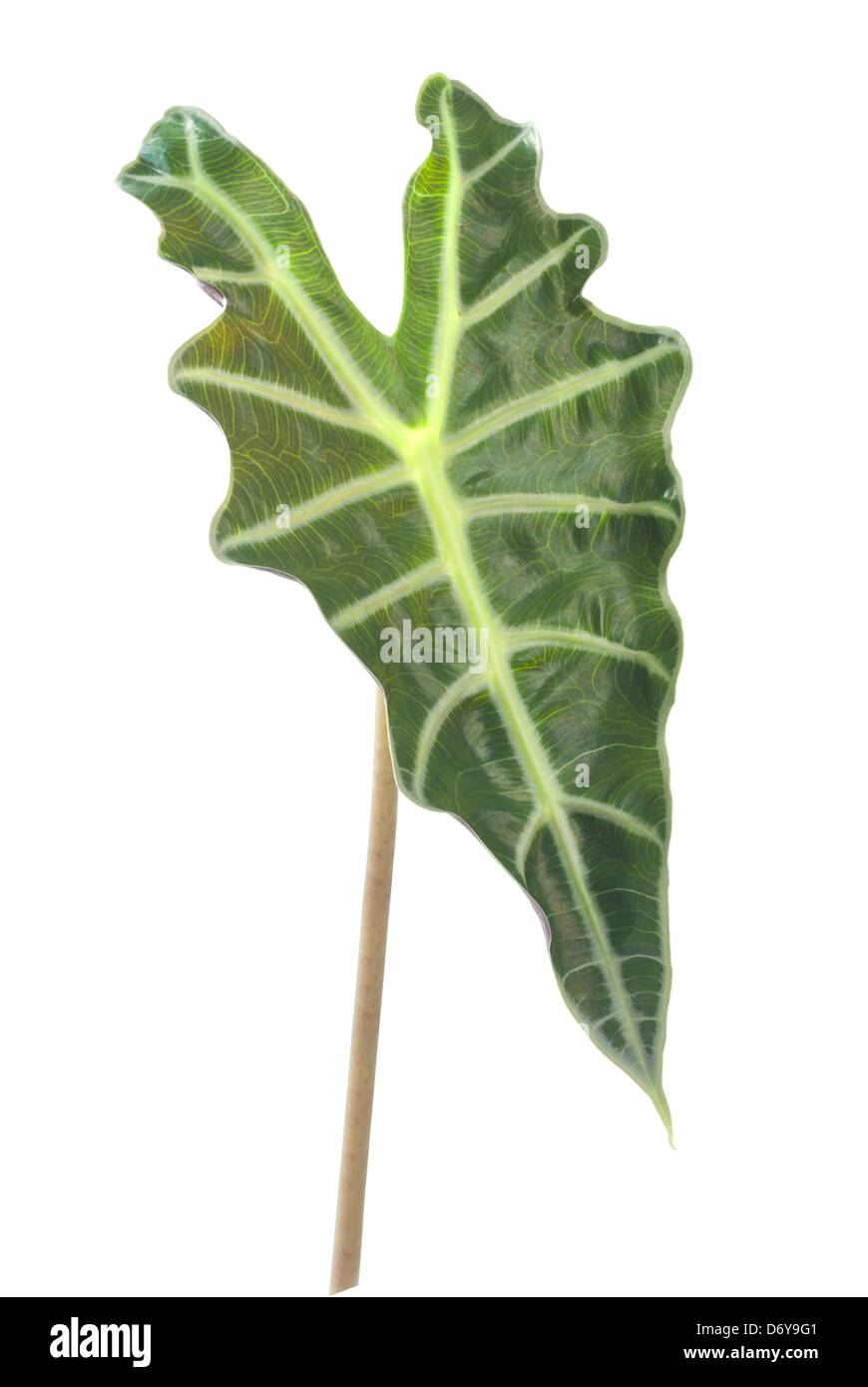 Single Green Leaf Isolated on White Background Stock Photo - Alamy