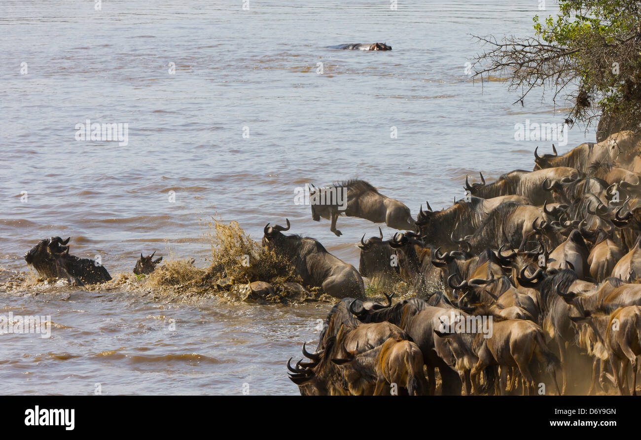 Wildebeest migration, crossing the Masai River, Masai Mara, Kenya Stock ...