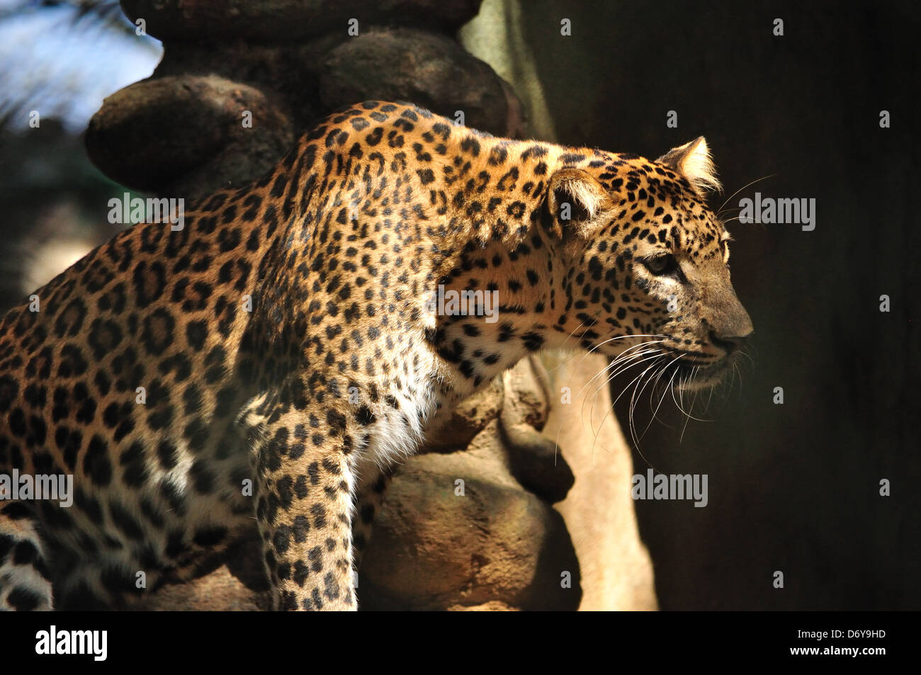 Indian Leopard (Panthera pardus fusca Stock Photo - Alamy
