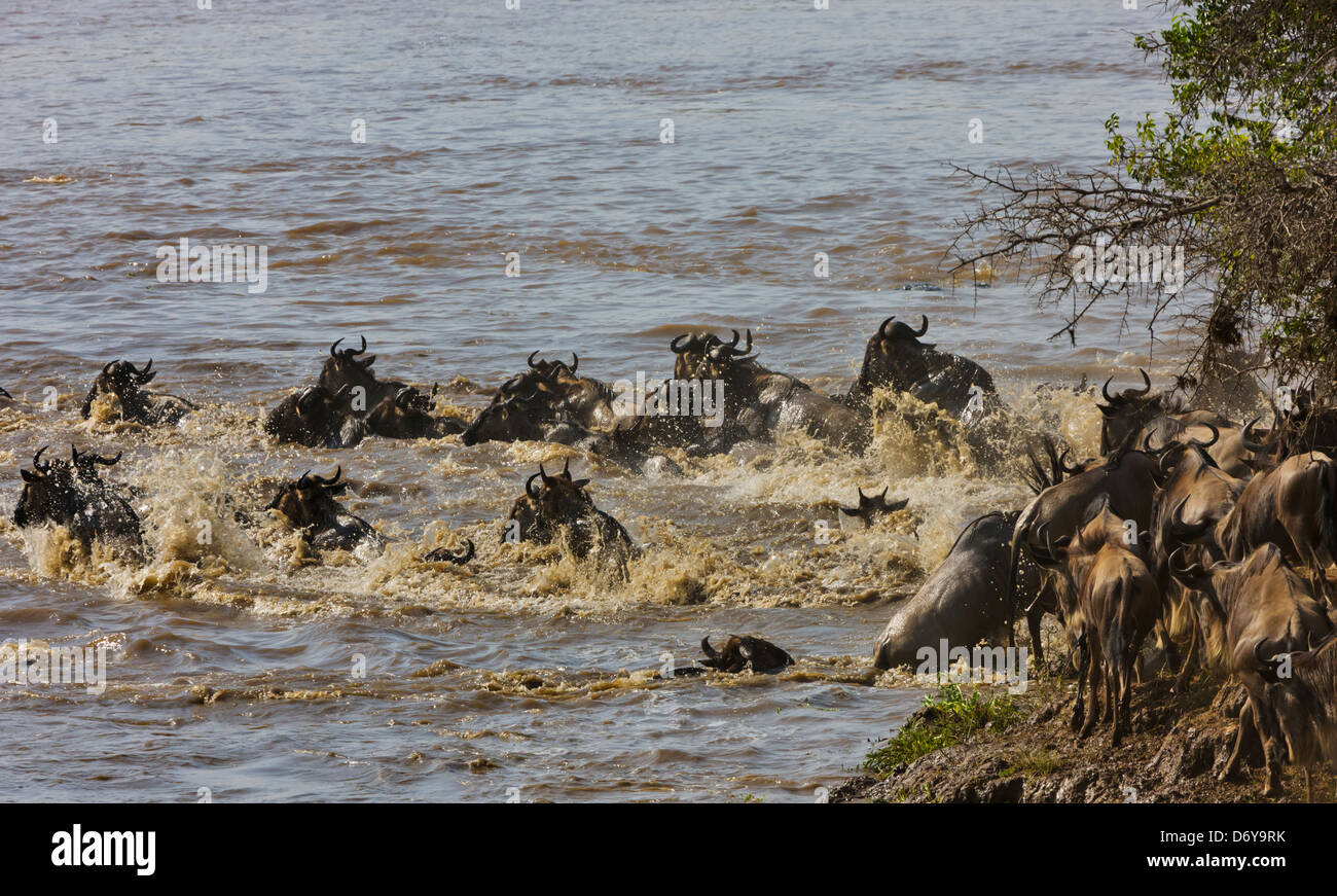 Wildebeest migration, crossing the Masai River, Masai Mara, Kenya Stock ...