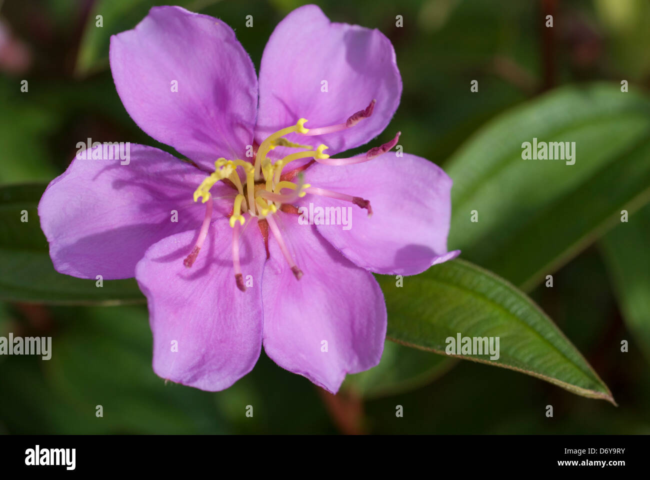 Melastoma candidum hi-res stock photography and images - Alamy