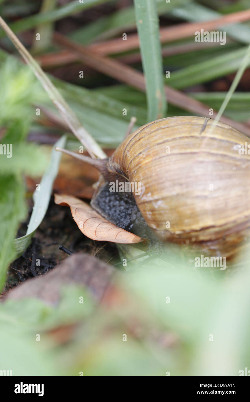 The Gastropod in The Vegetables Garden Stock Photo - Alamy