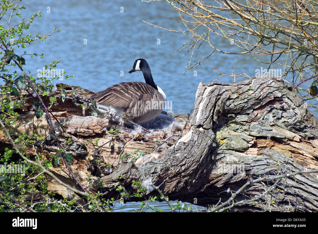 Canada goose sitting down hi-res stock photography and images - Alamy