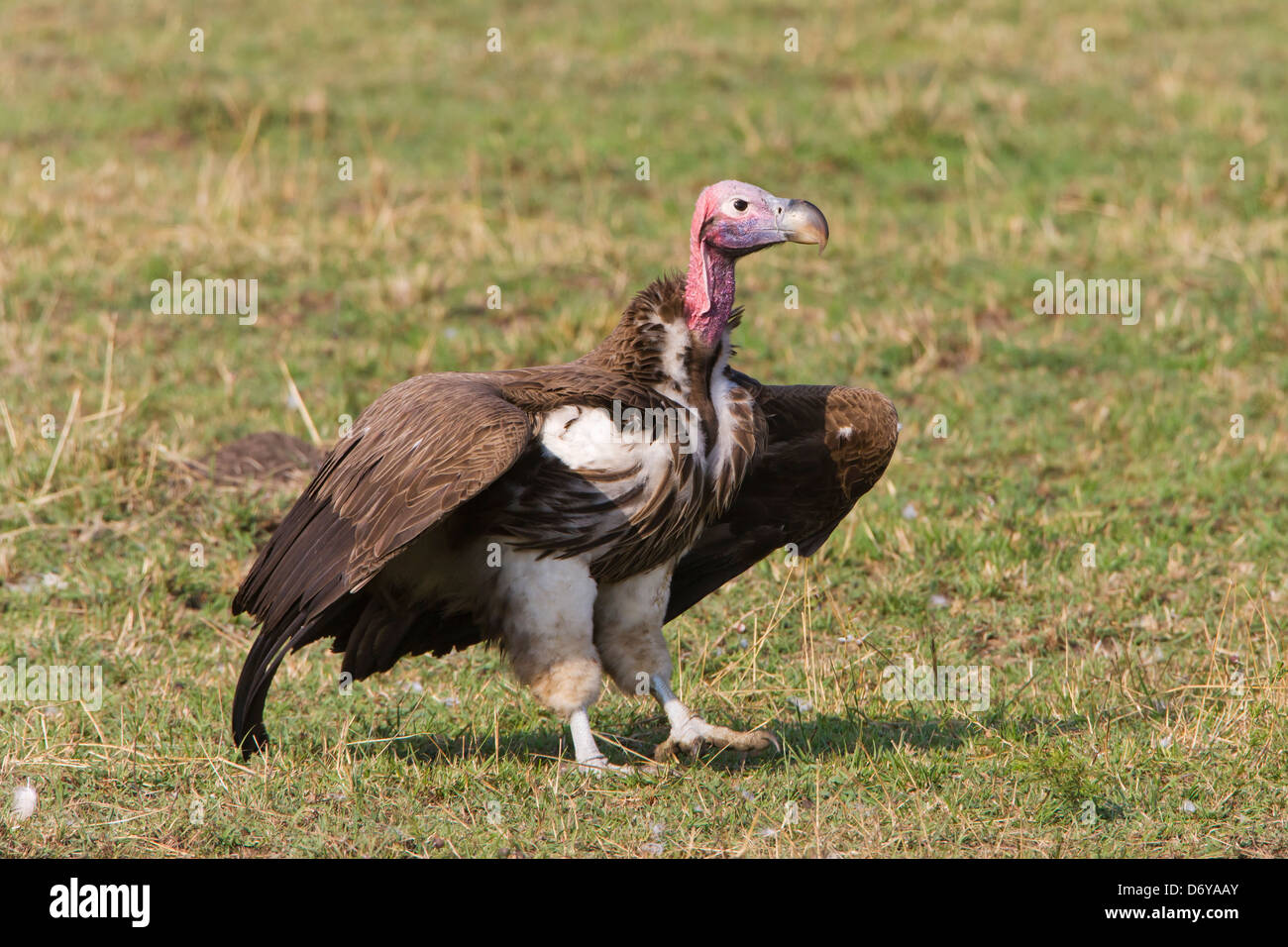 Lappet-faced adult vulture (Torgos tracheliotus), Masai Mara, Kenya ...