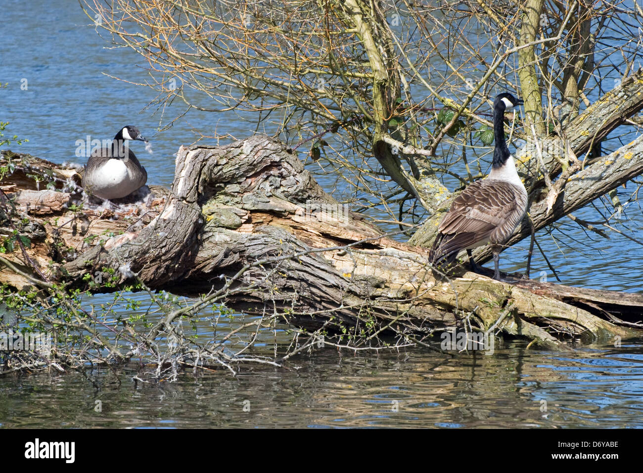 Canada goose sitting down hi-res stock photography and images - Alamy