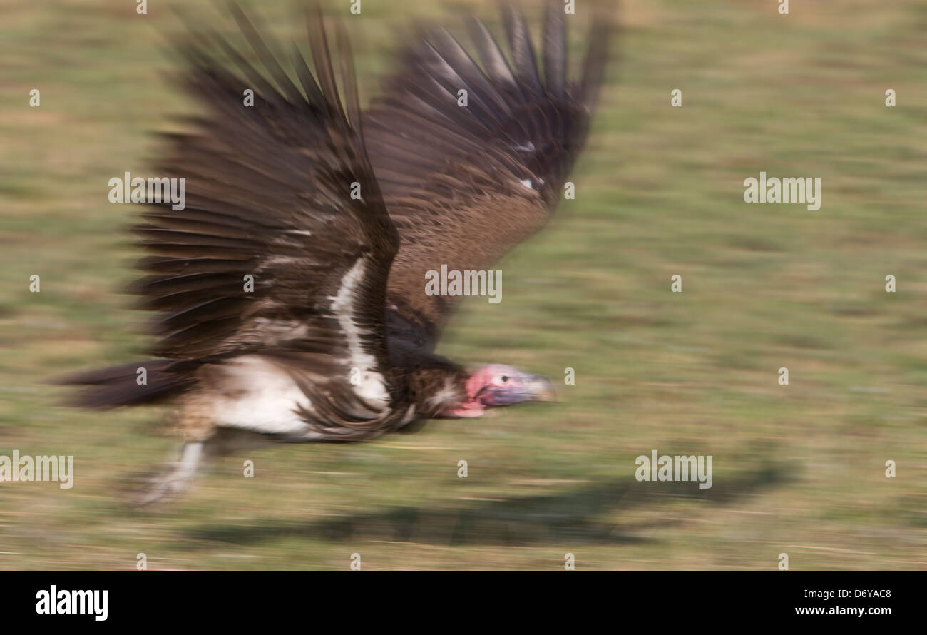 Lappet-faced adult vulture (Torgos tracheliotus), Masai Mara, Kenya ...