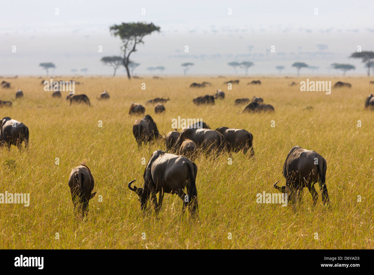 Wildebeest migration, Masai Mara, Kenya Stock Photo - Alamy