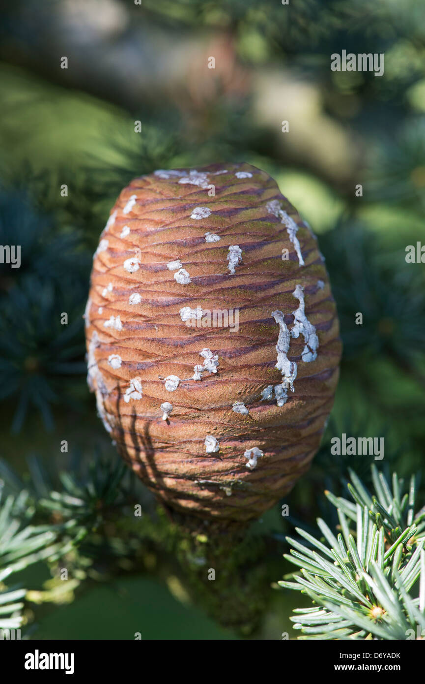 Cedrus brevifolia cyprus cedar tree hi-res stock photography and images ...