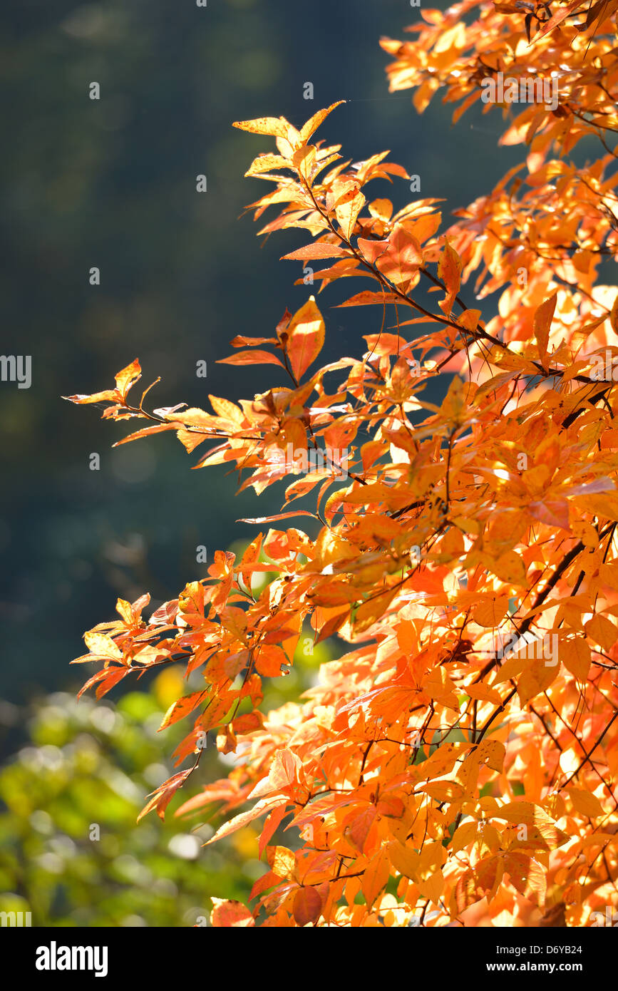 Autumn leaves of a bush Stock Photo - Alamy