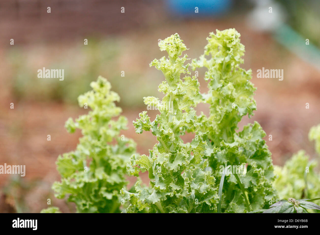 The Green Lettuce in Vegetable plot Stock Photo - Alamy