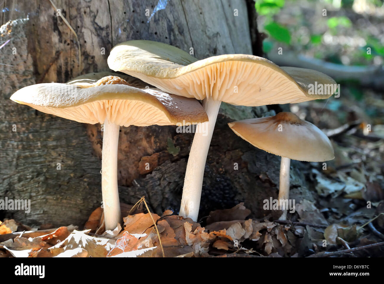 Toadstool on stump hi-res stock photography and images - Alamy